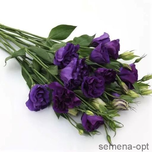 Эустома(Лизиантус) махровая (Eustoma grandiflorum) Abc Purple, 100 драже