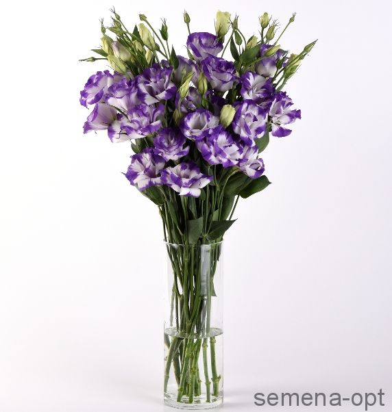 Эустома(Лизиантус) махровая (Eustoma grandiflorum) Abc Blue Rim, 100 драже
