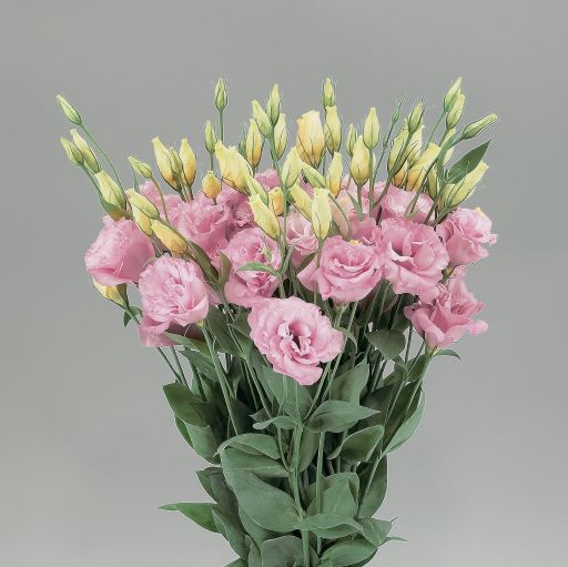 Эустома(Лизиантус) махровая (Eustoma grandiflorum) Arena Gold, 100 драже