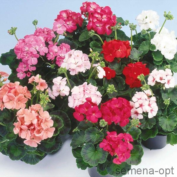 Пеларгония зональная (Pelargonium x hortorum F1) Apache full mixture ...