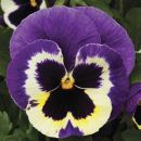 Виола виттрока (Viola wittrockiana) Colossus Neon Violet, 100 семян